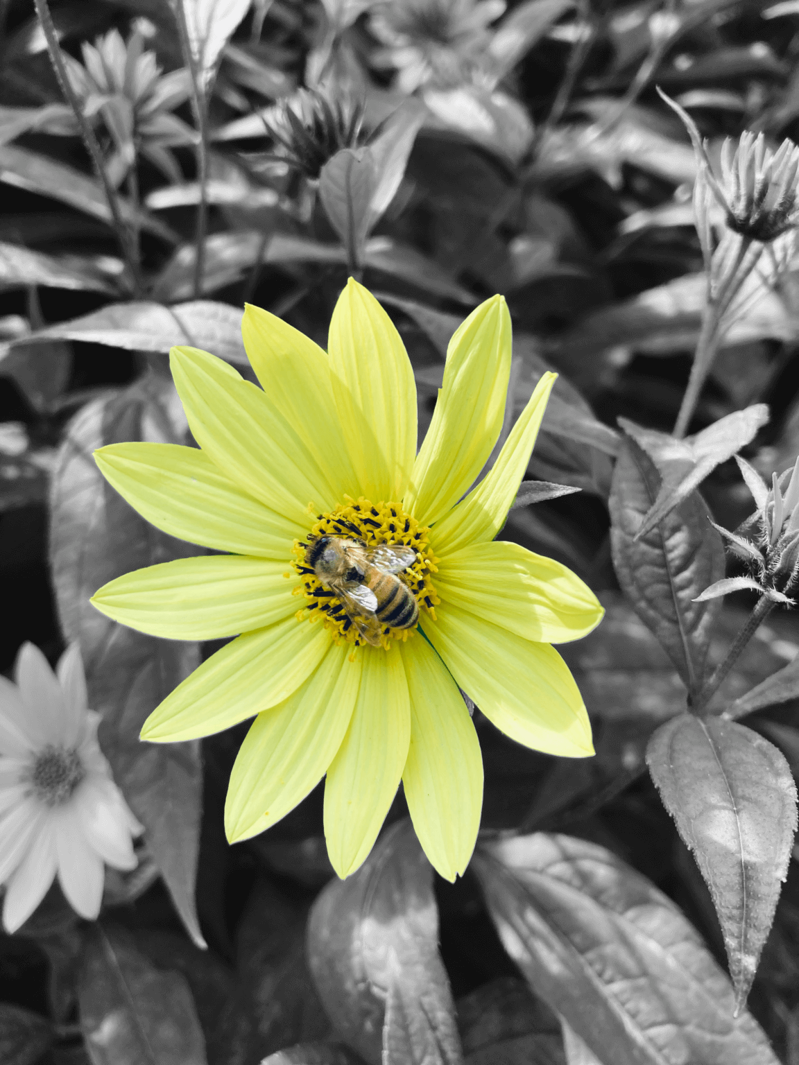 Exploring Photoshop - Typography & Graphic Communication